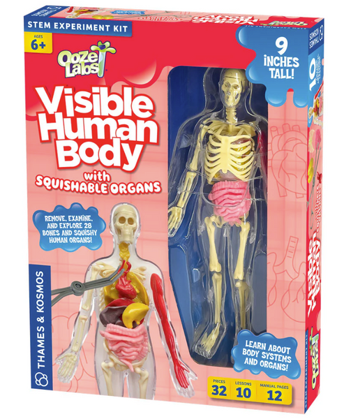 Ooze Labs: Visible Human Body – Imagination Station